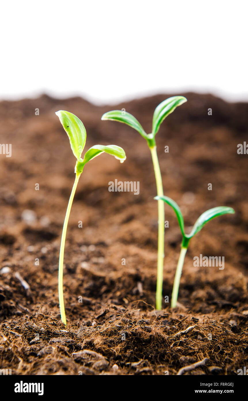 Green seedlings in new life concept Stock Photo - Alamy