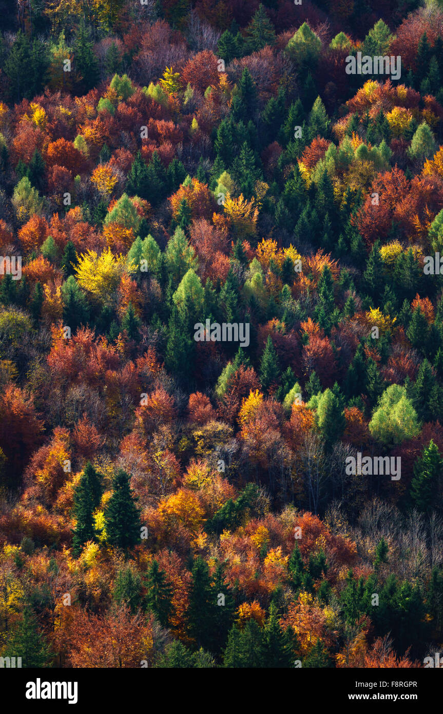 Aerial view of autumn trees in forest, Salzburg, Austria Stock Photo ...