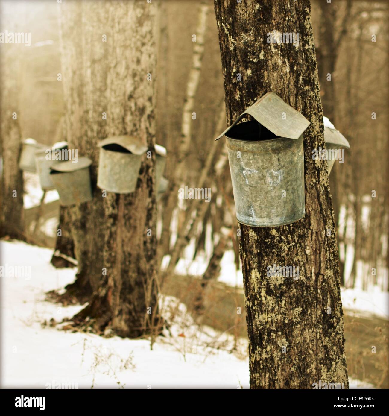 Tapping maple trees hi-res stock photography and images - Alamy