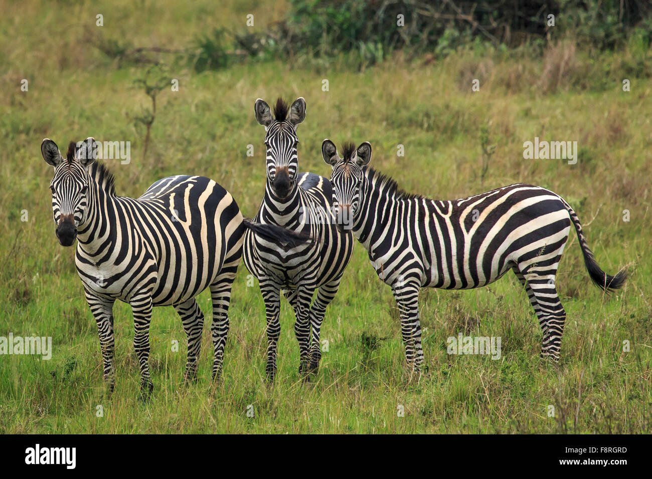 Three zebras on the grasslands of Rwanda Stock Photo - Alamy