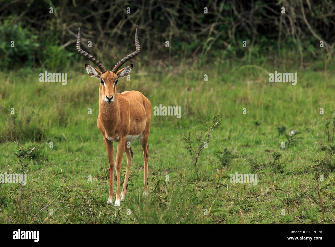 An impala on the grassland of Rwanda Stock Photo - Alamy