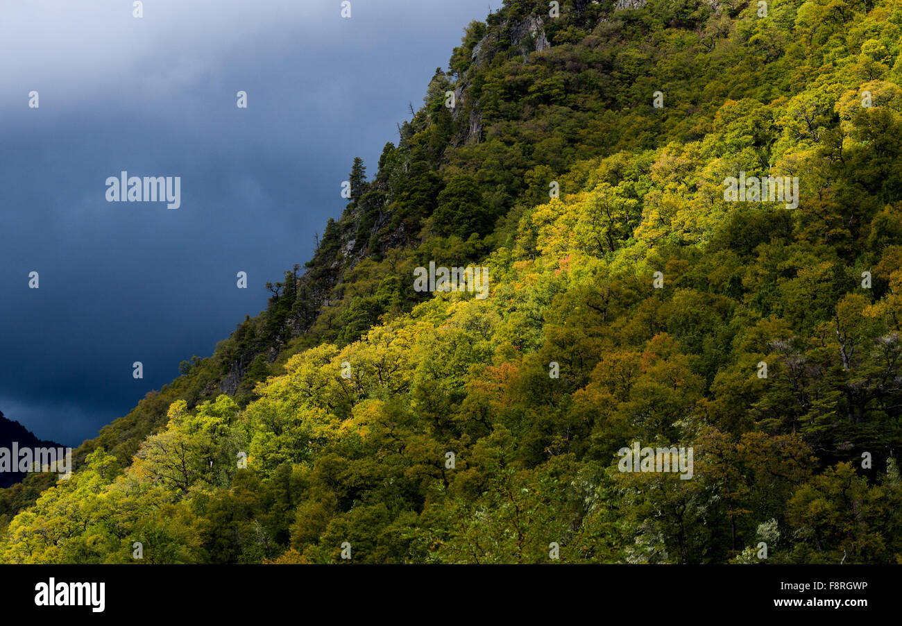 Forest covered mountain, China Muerta Reserve, Chile Stock Photo - Alamy