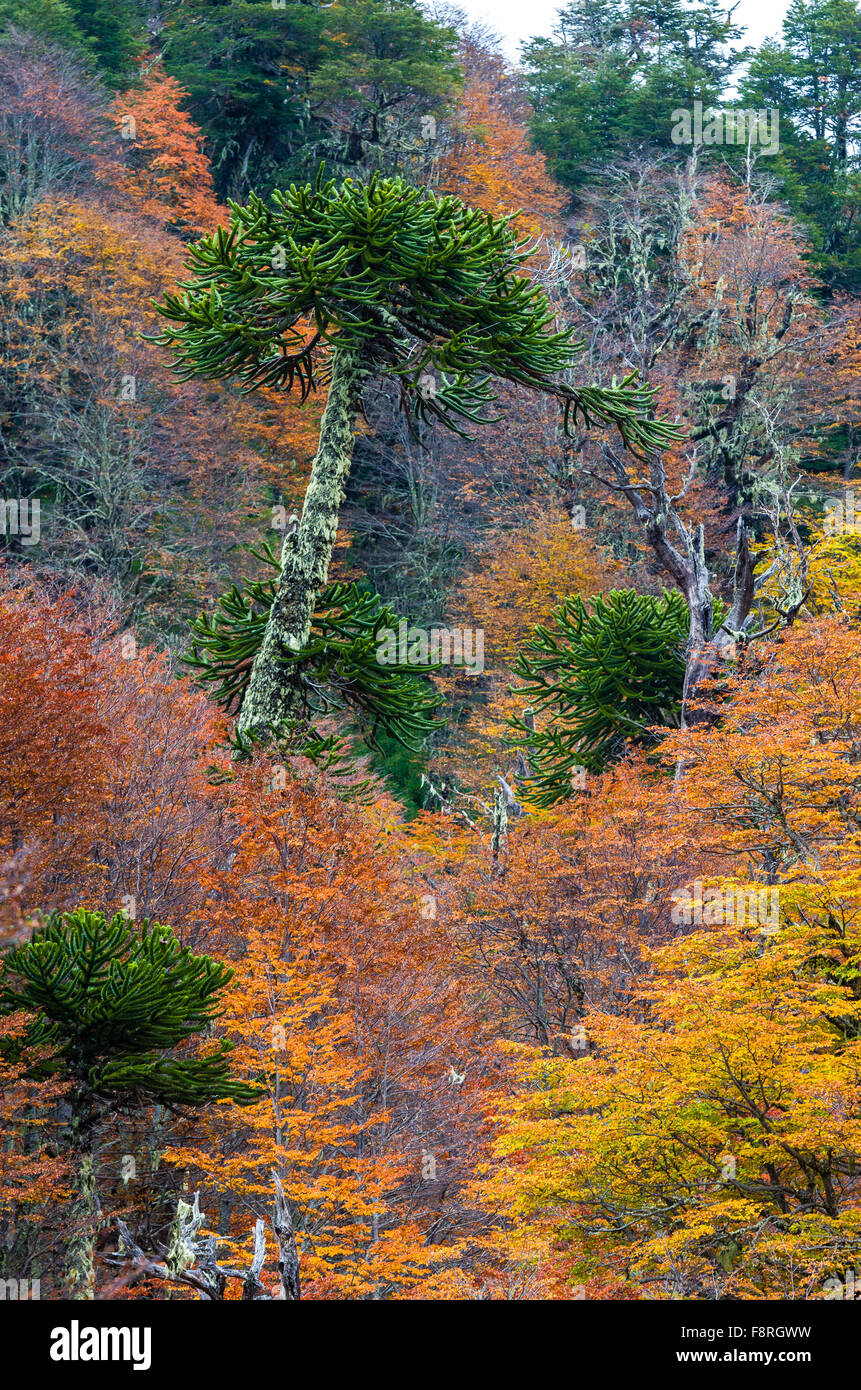China Muerta reserve, Chile Stock Photo - Alamy