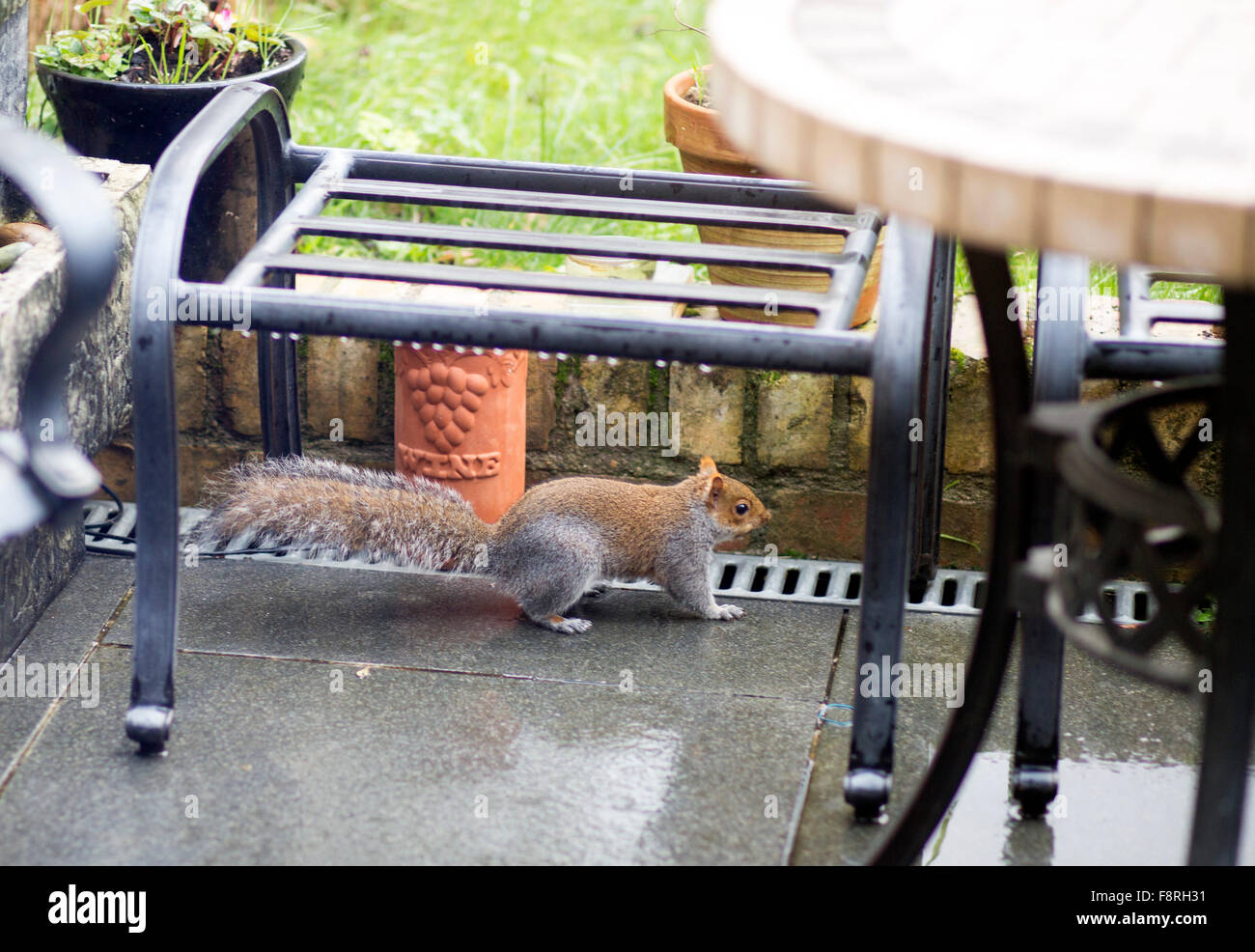 Large squirrel hi-res stock photography and images - Alamy