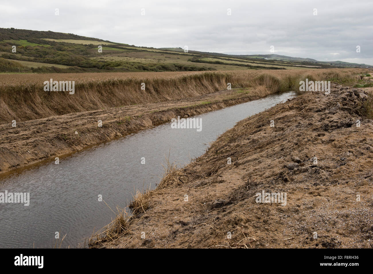 Partially cleared ditch with fresh water and reed beds behind Chesil ...
