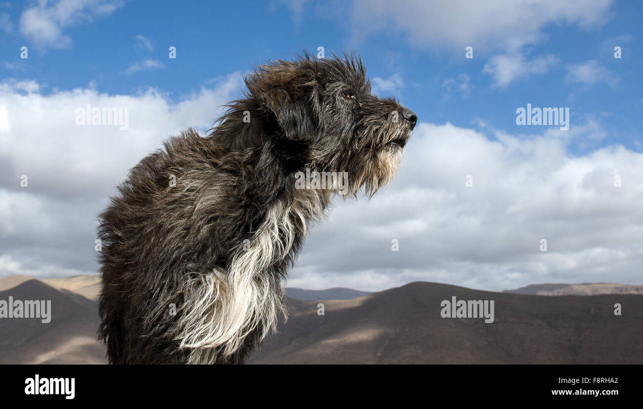 Dog, Colchane, Chile Stock Photo - Alamy