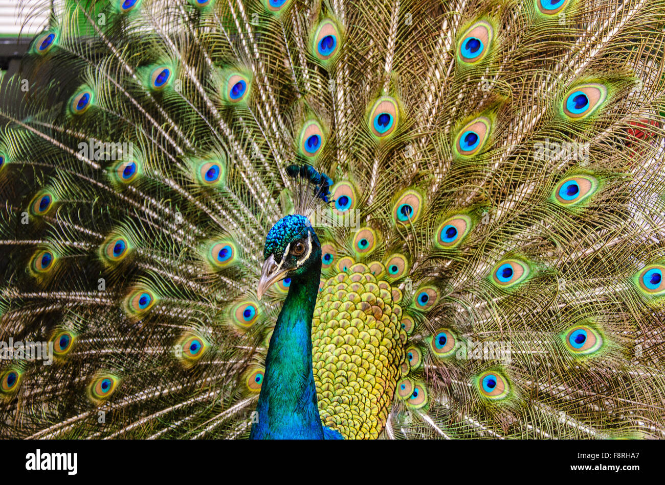 Peacock front view hi-res stock photography and images - Alamy