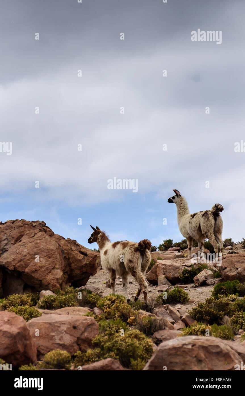 Machuca chile hi-res stock photography and images - Alamy