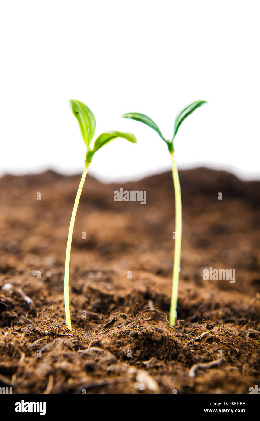 Green seedlings in new life concept Stock Photo - Alamy