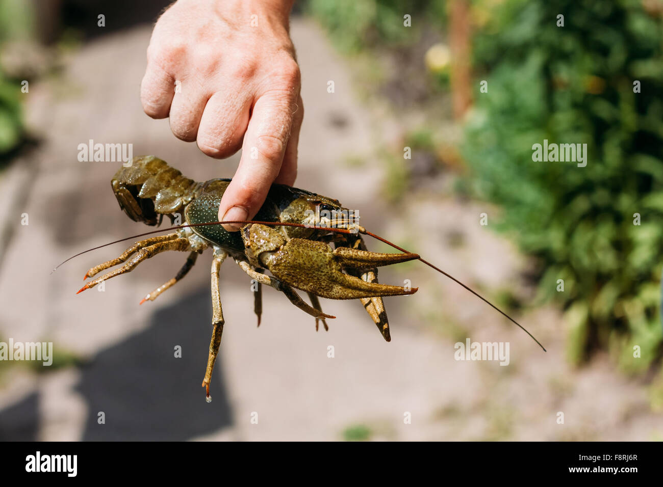 Russian freshwater crayfish hi-res stock photography and images - Alamy