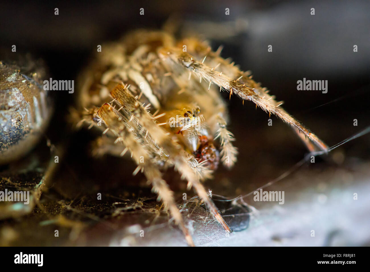 crouching golden spider Stock Photo - Alamy