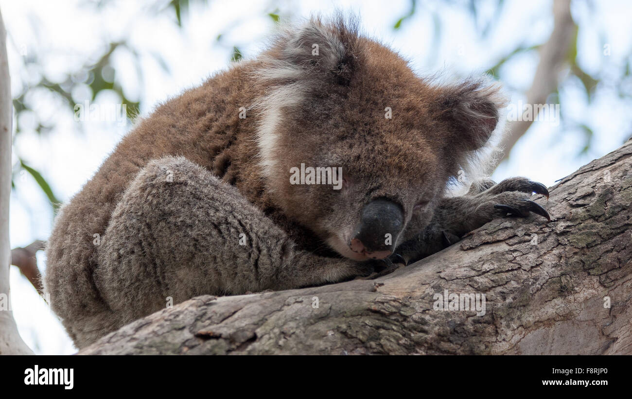 Koala victoria hi-res stock photography and images - Alamy