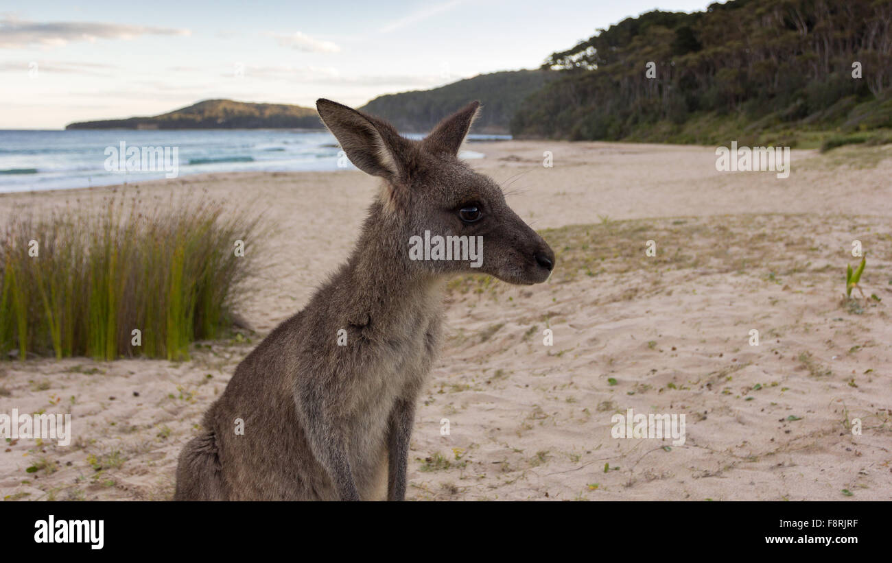 Kangaroo on beach hi-res stock photography and images - Alamy
