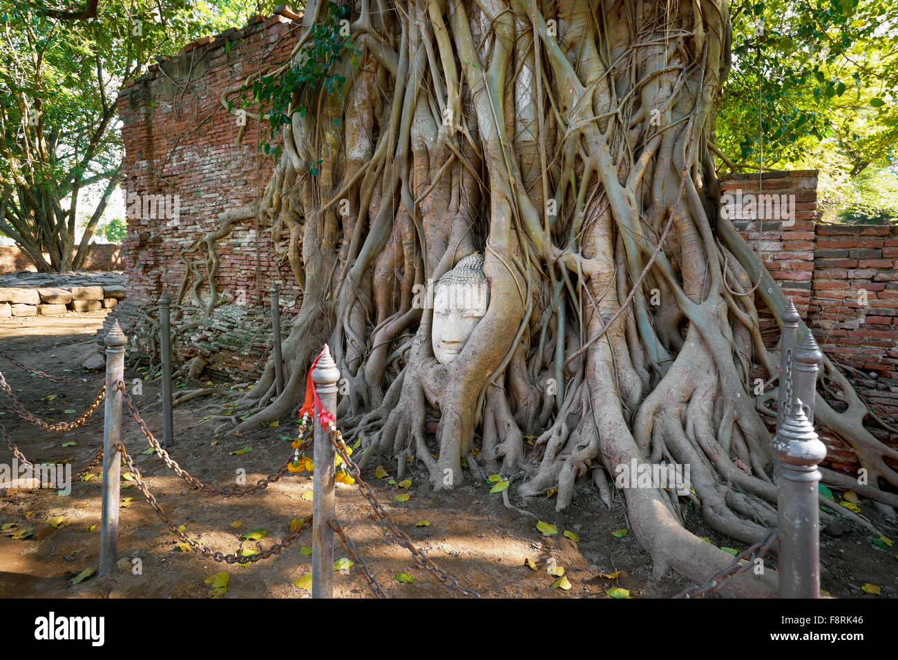 Thailand - Ayutthaya, Wat Mahathat Temple, a Buddha head overgrown with ...