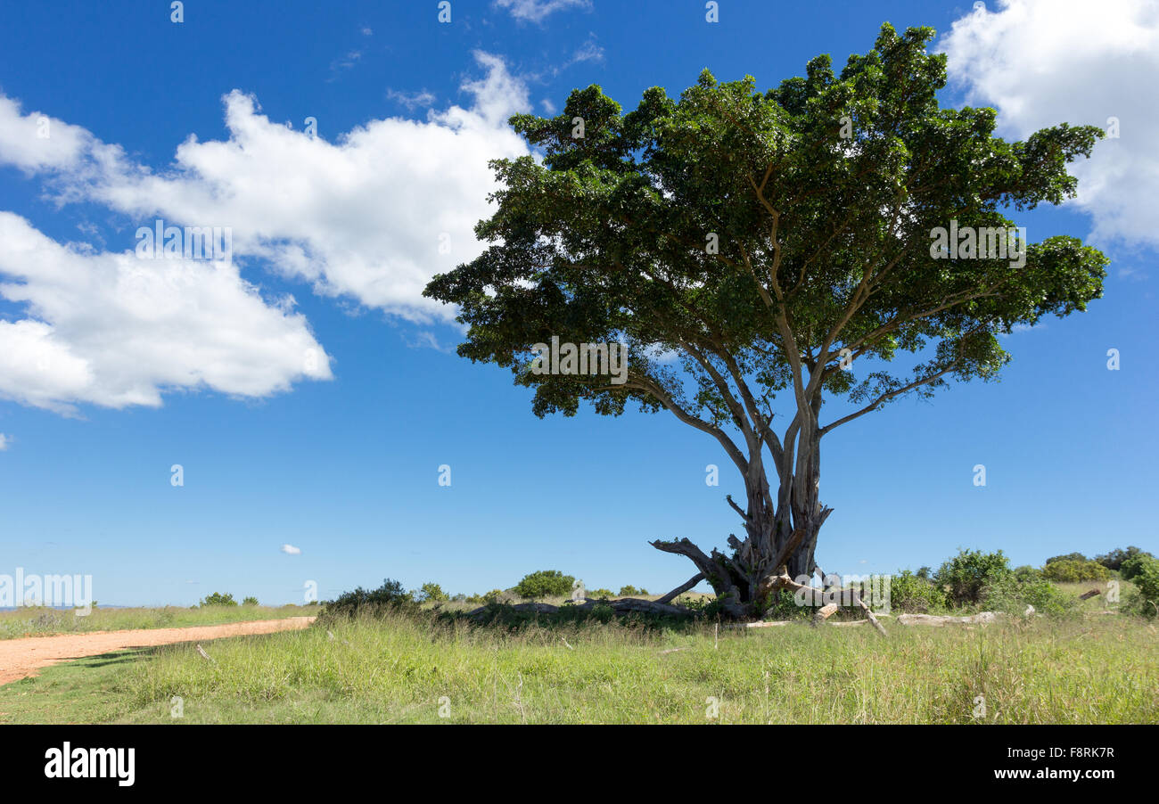 Kirkwood hi-res stock photography and images - Alamy