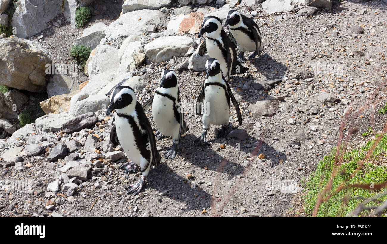 Five penguins walking in a row hi-res stock photography and images - Alamy