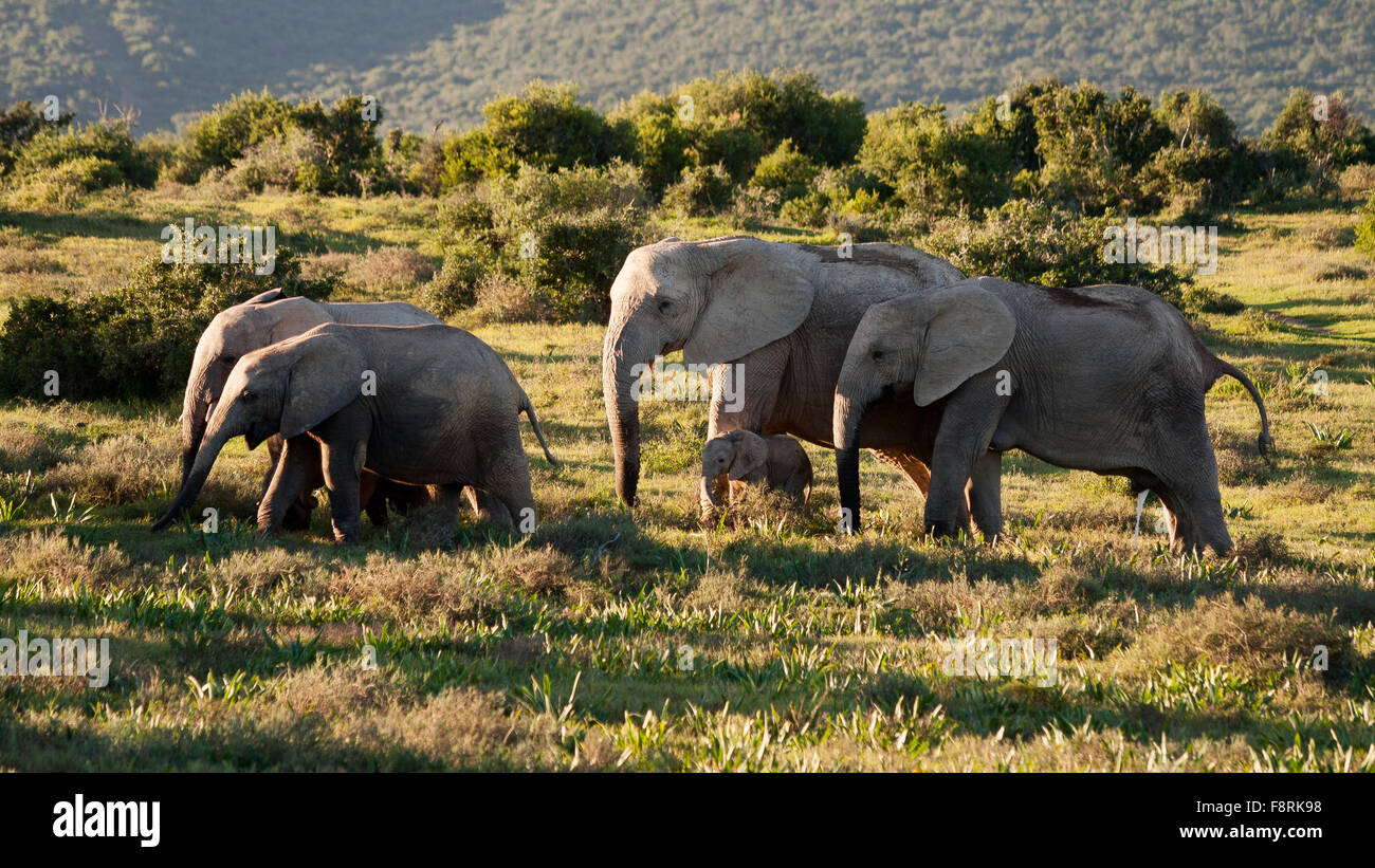 African animals migrating hi-res stock photography and images - Alamy