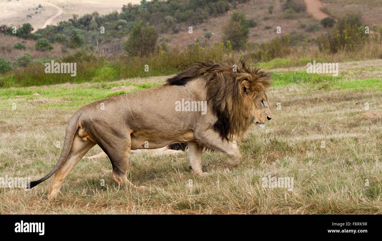 Side view of lion (panthera leo) walking, Sterkfontein DMA, Gauteng ...