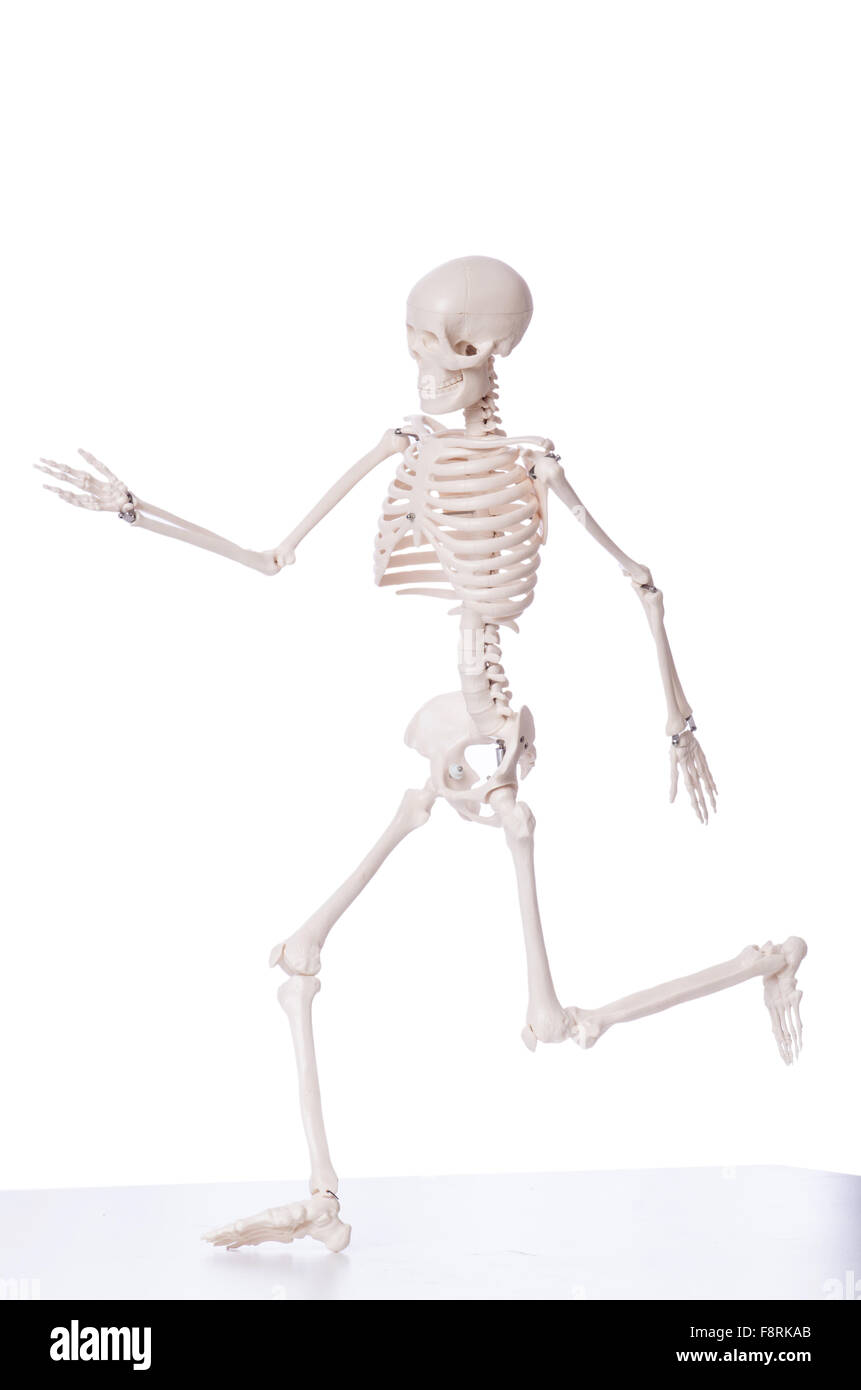 Skeleton isolated on the white background Stock Photo - Alamy