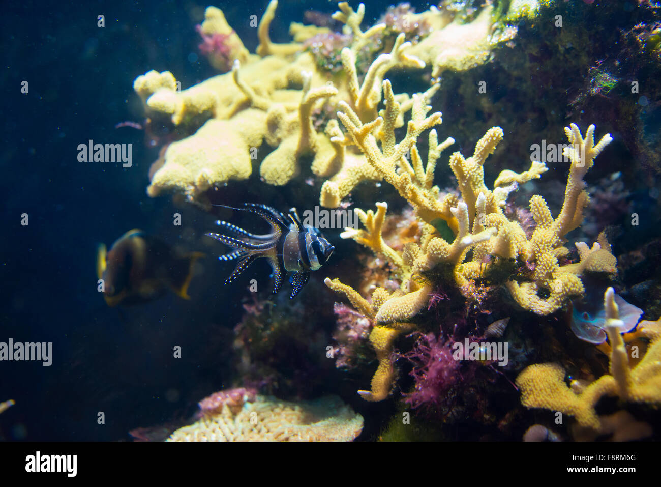 Tropical fish under the water Stock Photo - Alamy