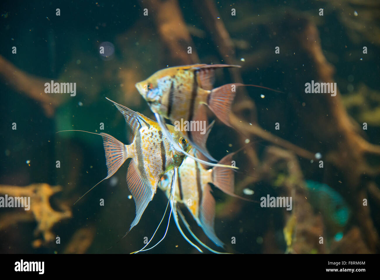 Tropical fish under the water Stock Photo - Alamy