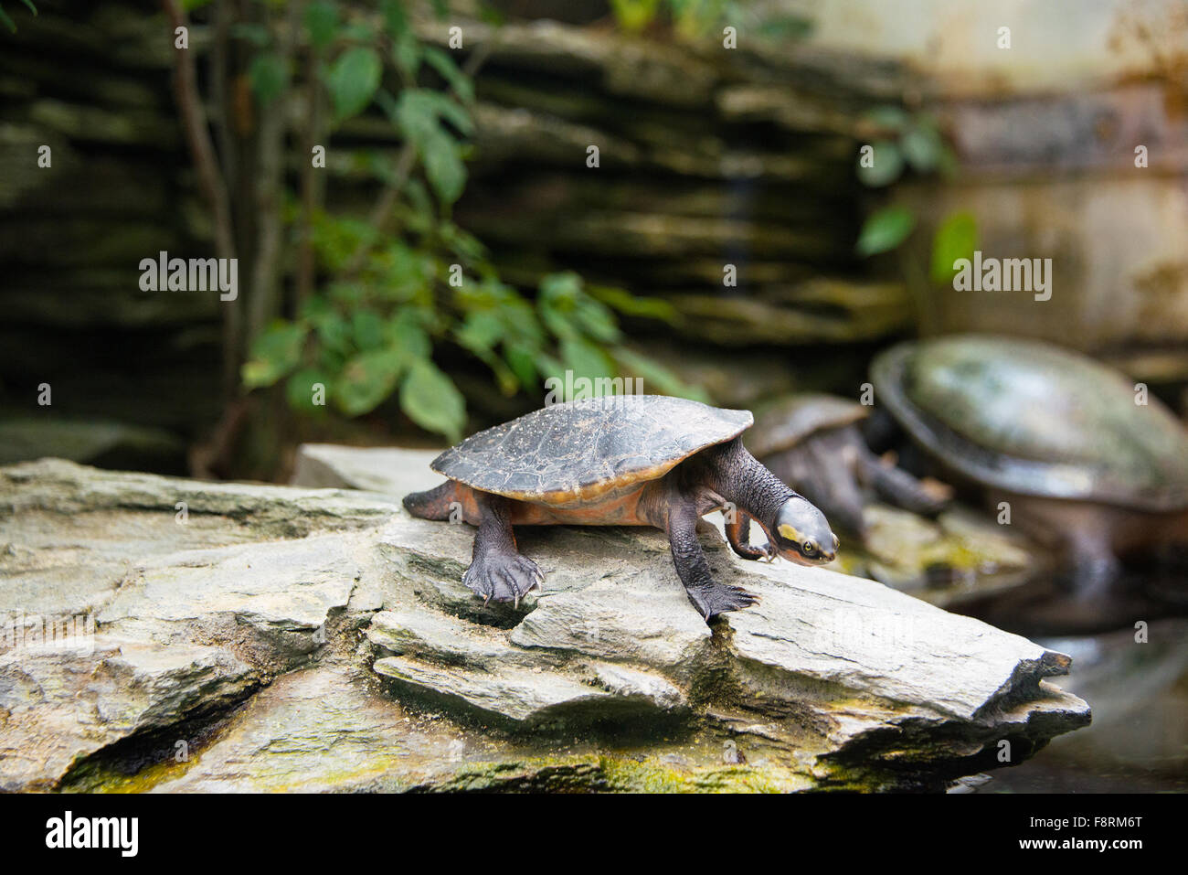 Turtle walking slowly across the field Stock Photo - Alamy