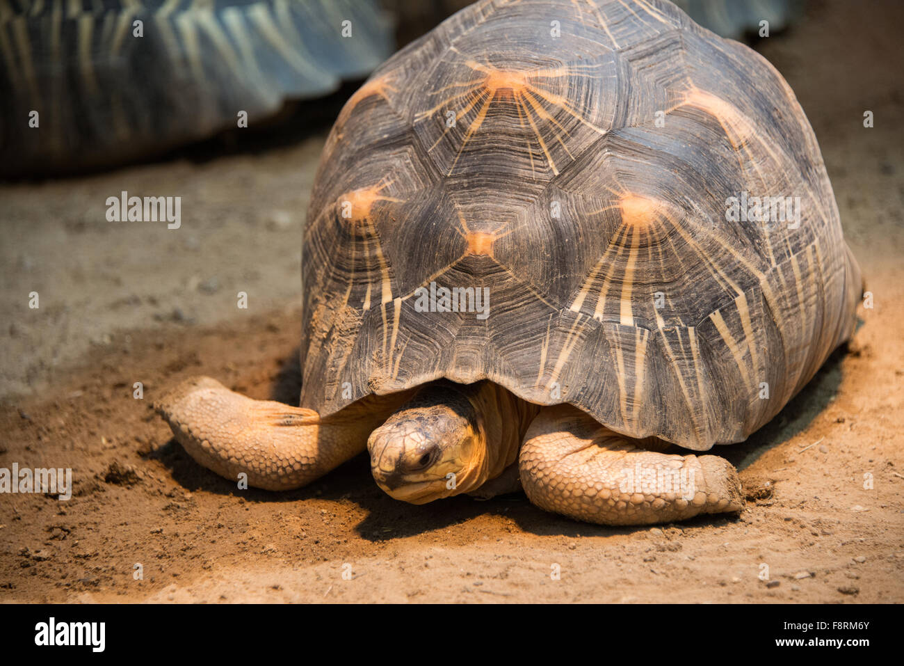 Turtle walking slowly across hi-res stock photography and images - Alamy