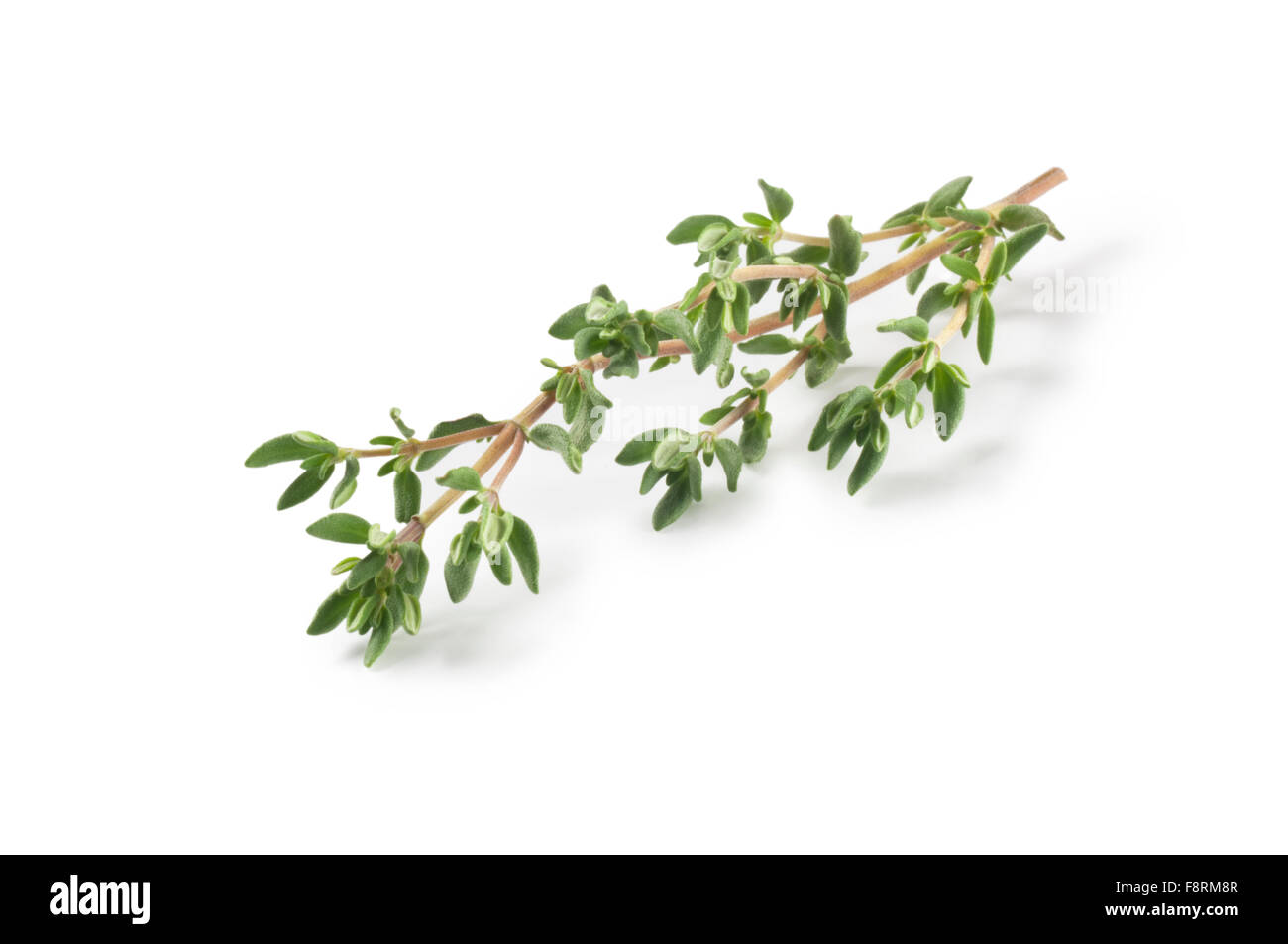 Thyme cut out hi-res stock photography and images - Alamy