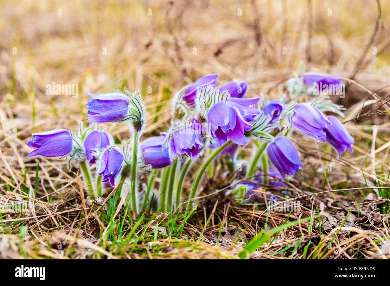 Wild Spring Flowers Pulsatilla Patens. Flowering Plant In Family ...