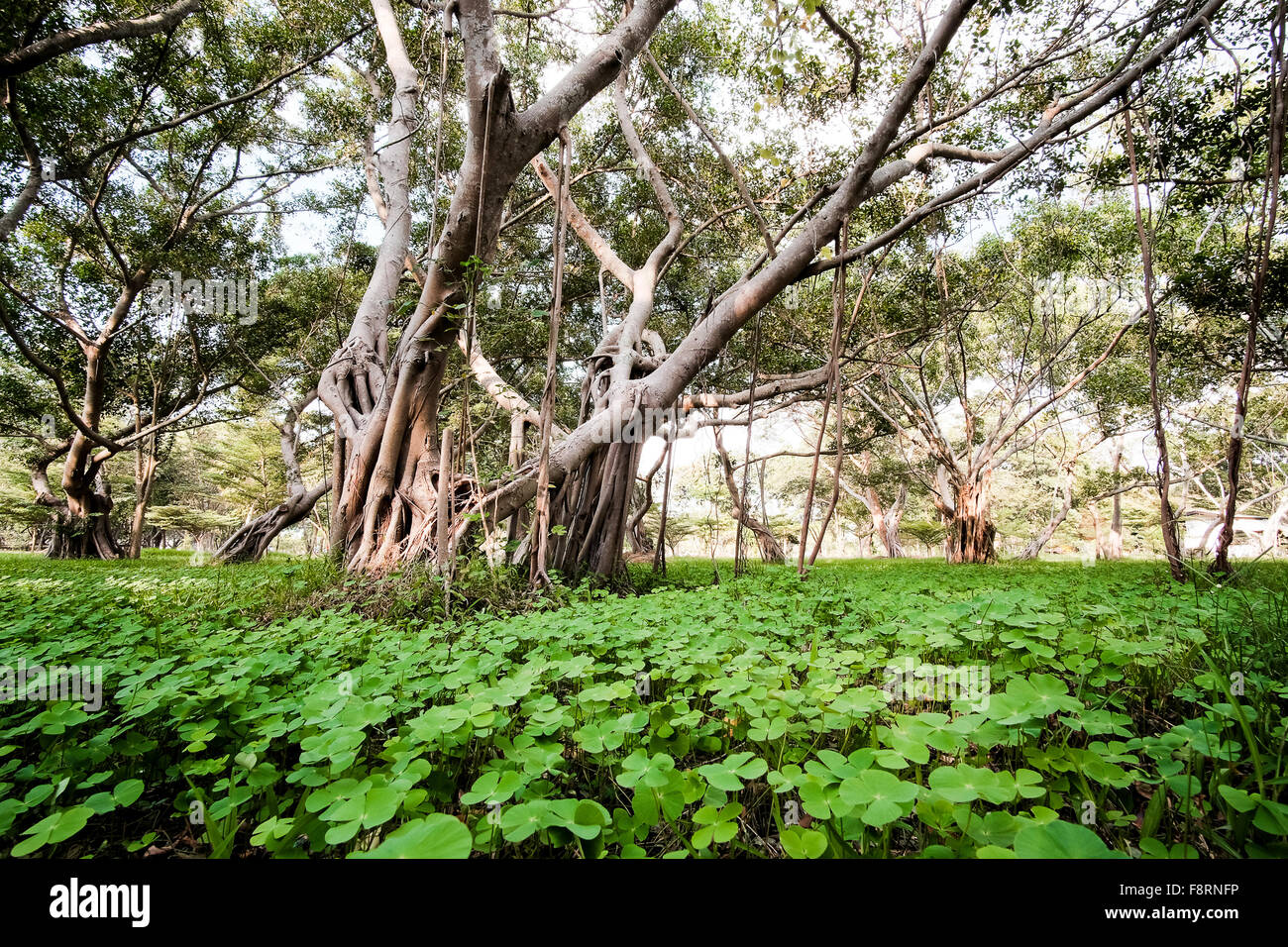 Ancient trees in tropical forest Stock Photo - Alamy