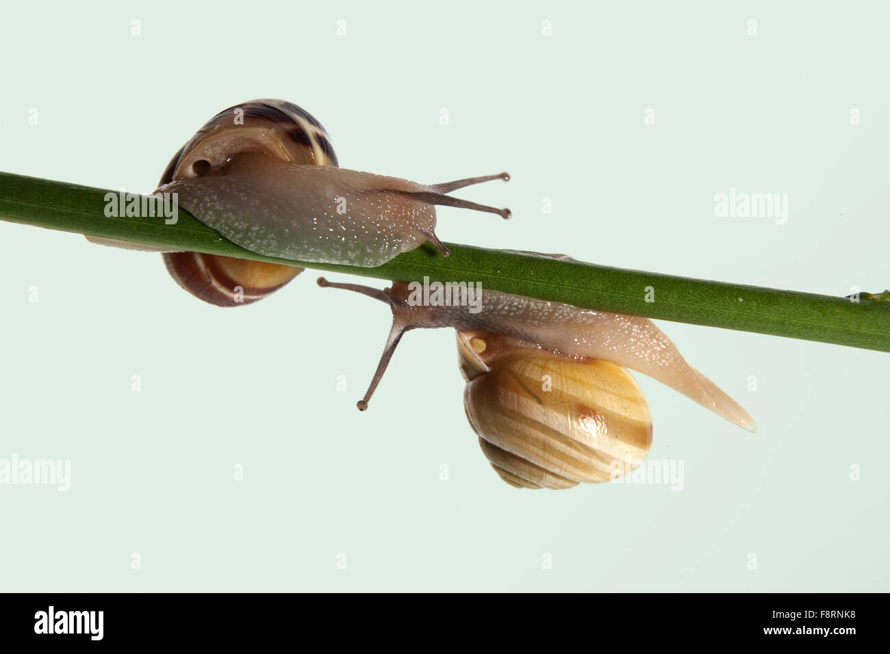 Two banded snails (Cepaea sp.) meeting on stalk, Germany Stock Photo ...