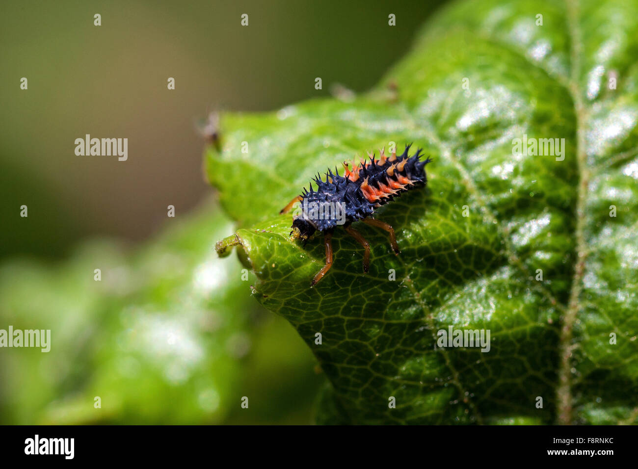 Ladybug (Coccinellidae) larva, Germany Stock Photo - Alamy