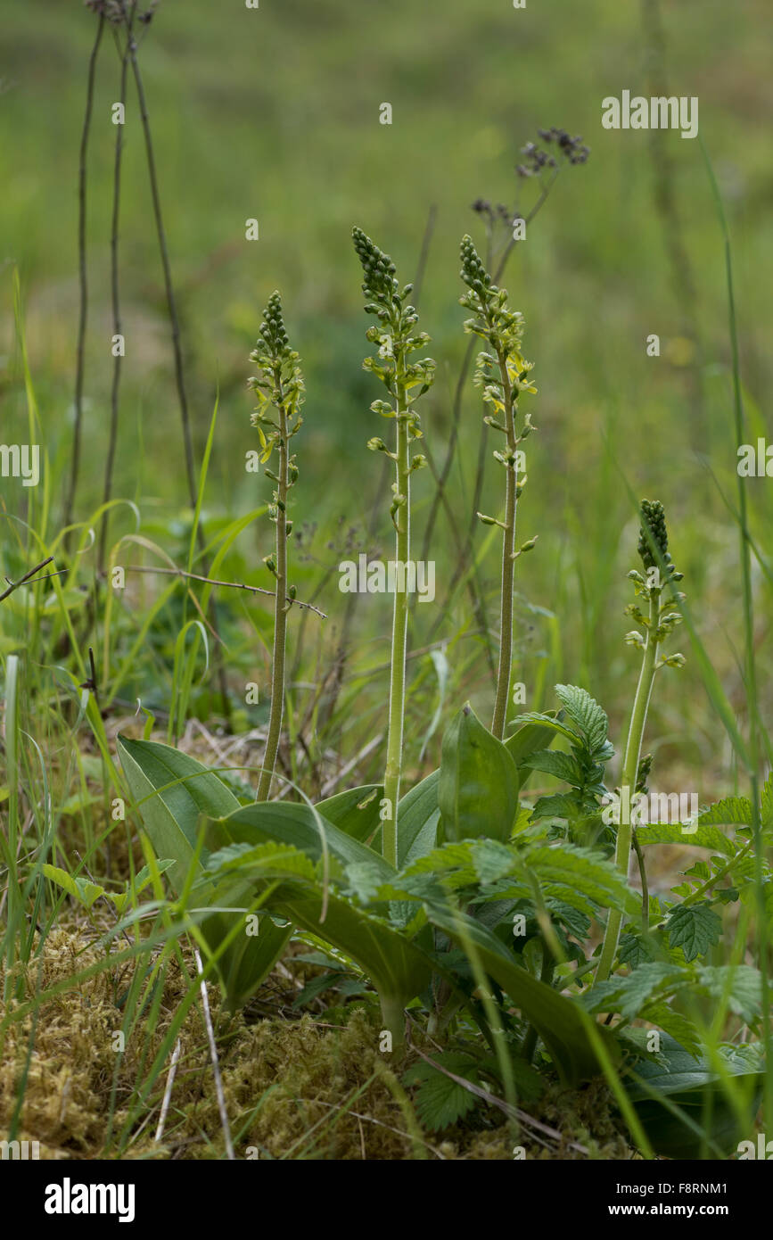 Neottia ovata Lesser Twayblade Stock Photo - Alamy