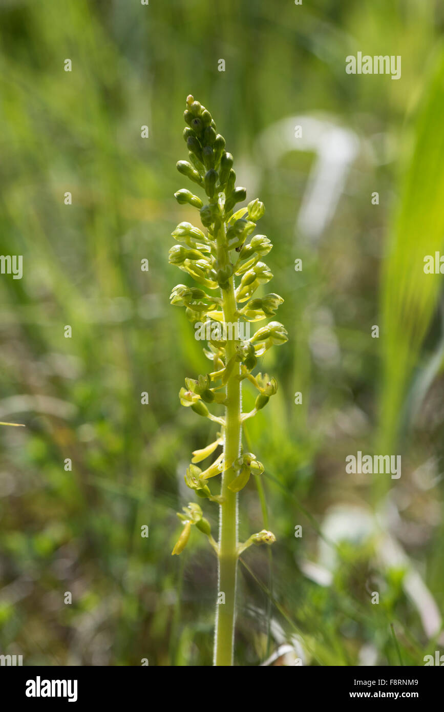 Neottia ovata Lesser Twayblade Stock Photo - Alamy
