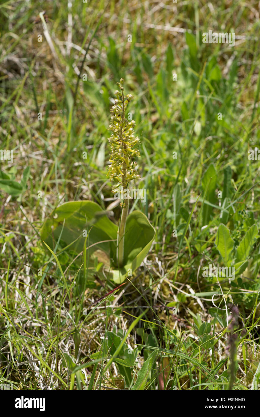 Neottia ovata Lesser Twayblade Stock Photo - Alamy