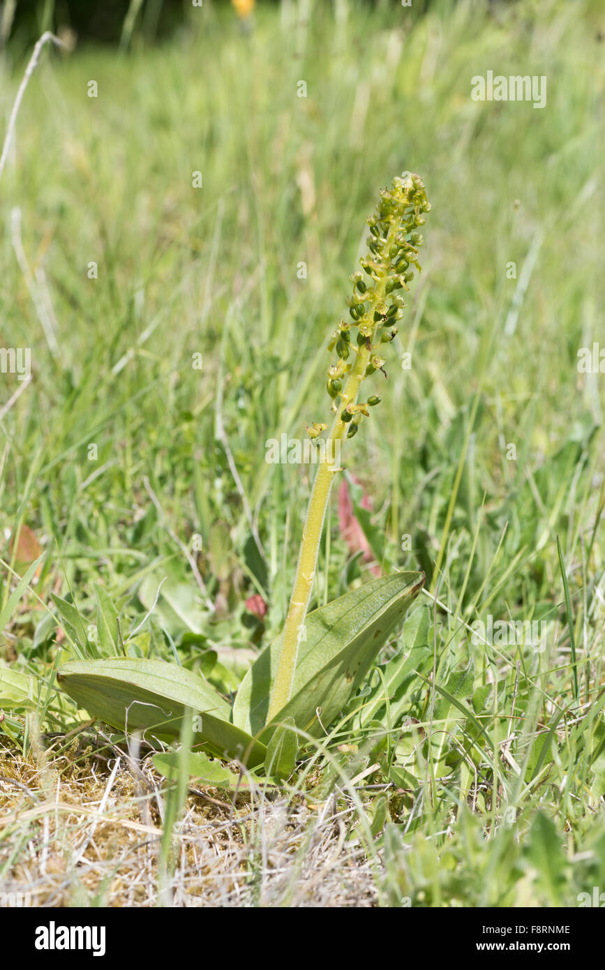 Neottia ovata Lesser Twayblade Stock Photo - Alamy