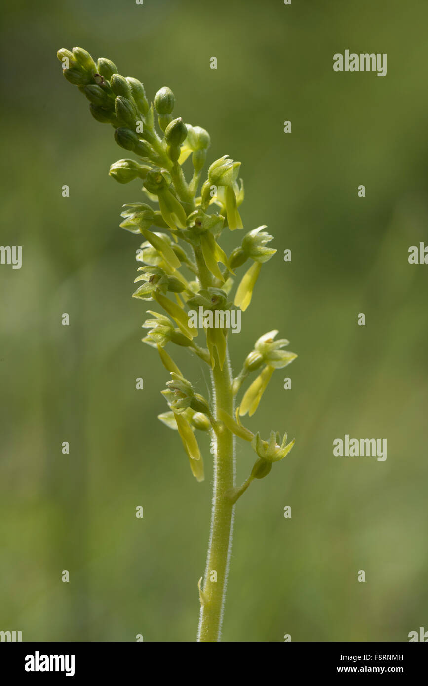 Neottia ovata Lesser Twayblade Stock Photo - Alamy