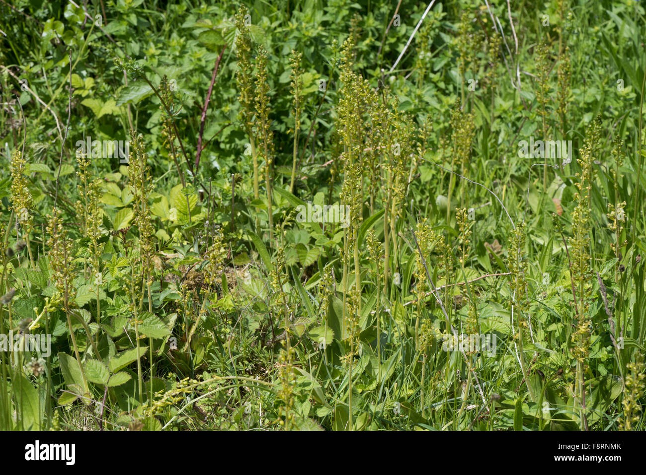 Neottia ovata Lesser Twayblade Stock Photo - Alamy