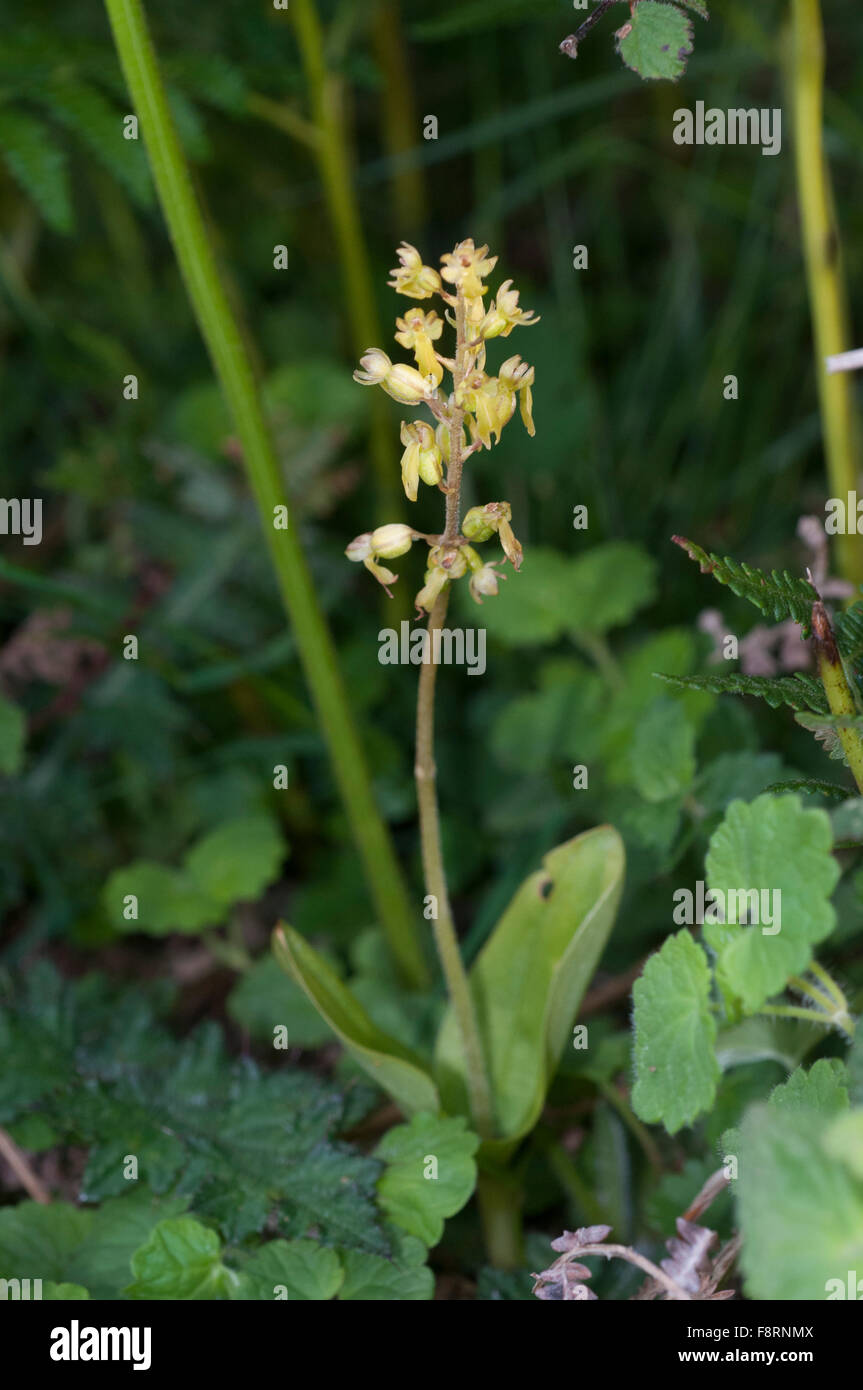 Neottia ovata Lesser Twayblade Stock Photo - Alamy