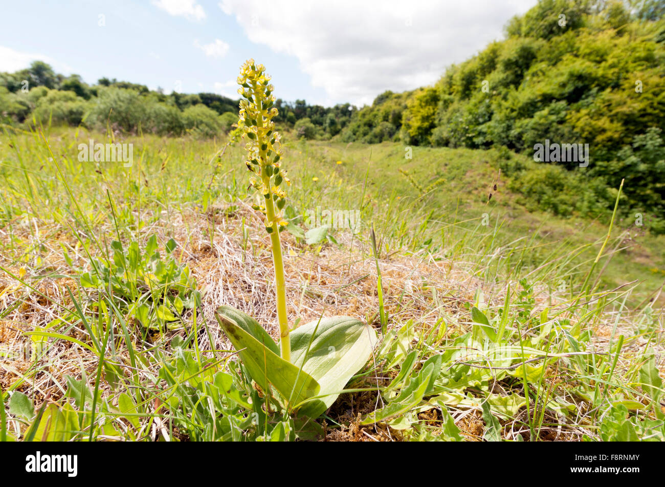 Neottia ovata Lesser Twayblade Stock Photo - Alamy