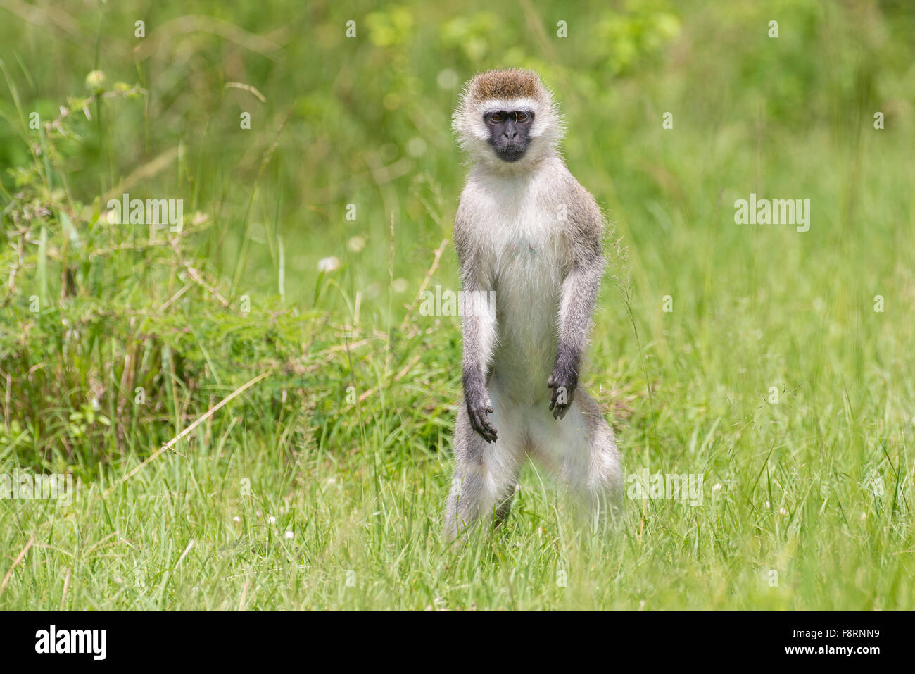 Vervet monkey (Chlorocebus) standing in the grass, Lake Mburo National ...