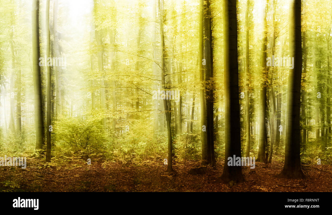 Abstract autumn forest hi-res stock photography and images - Alamy