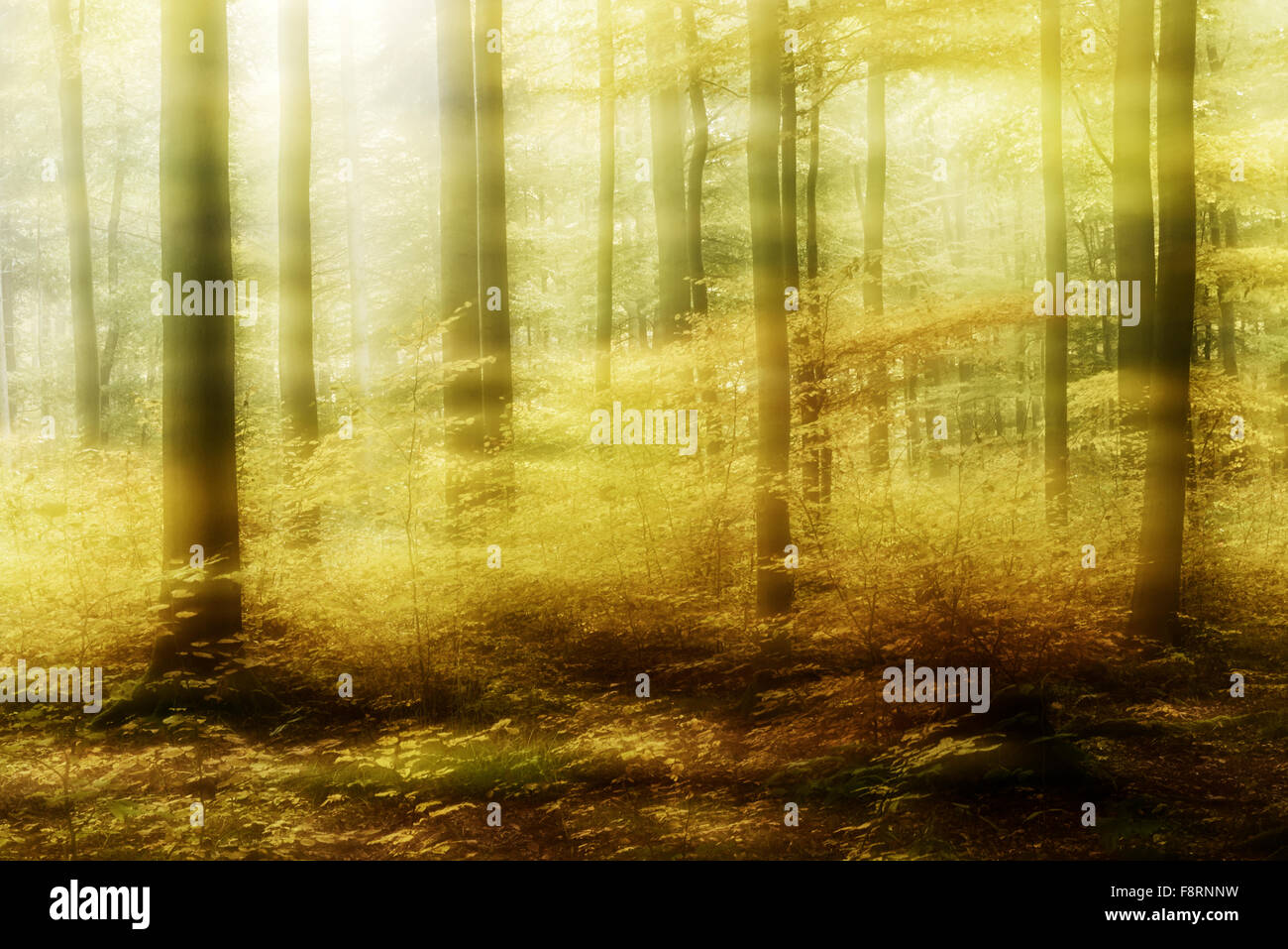 Abstract autumn forest hi-res stock photography and images - Alamy