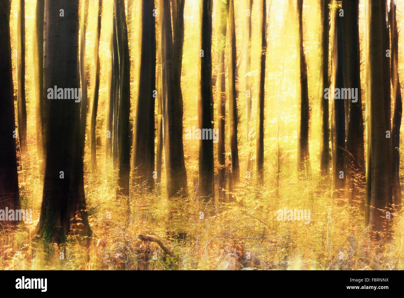 Abstract autumn forest hi-res stock photography and images - Alamy