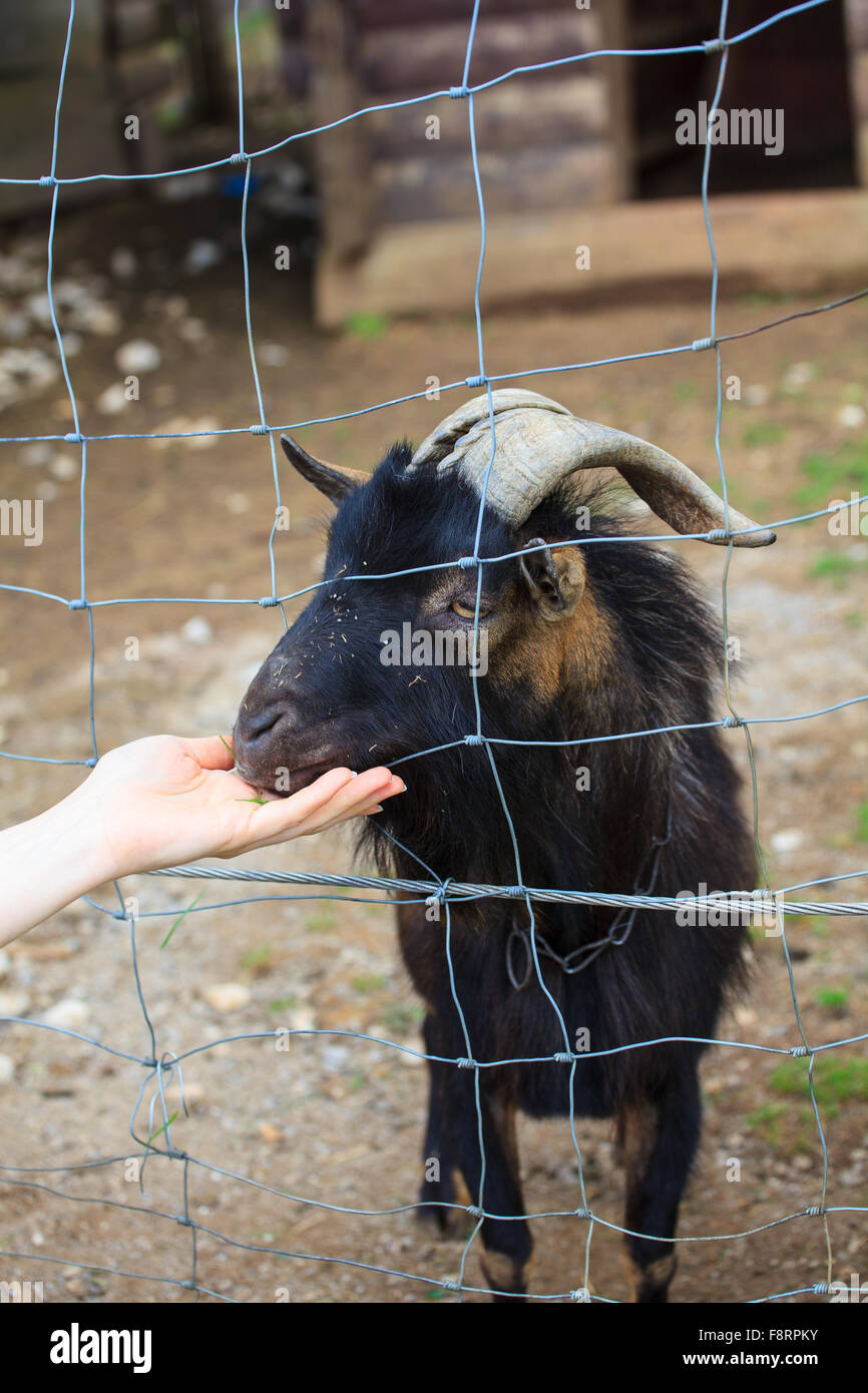 Hand touch the beard of the goat Stock Photo - Alamy