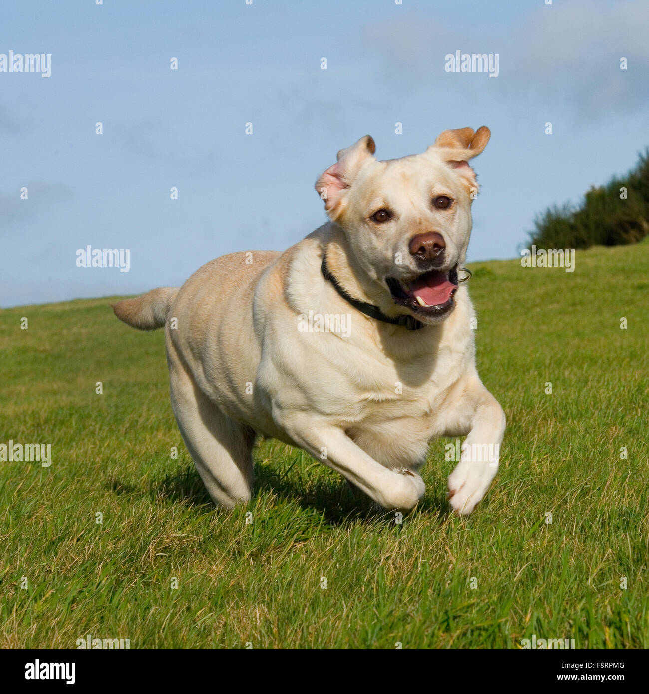 yellow labrador retriever Stock Photo - Alamy