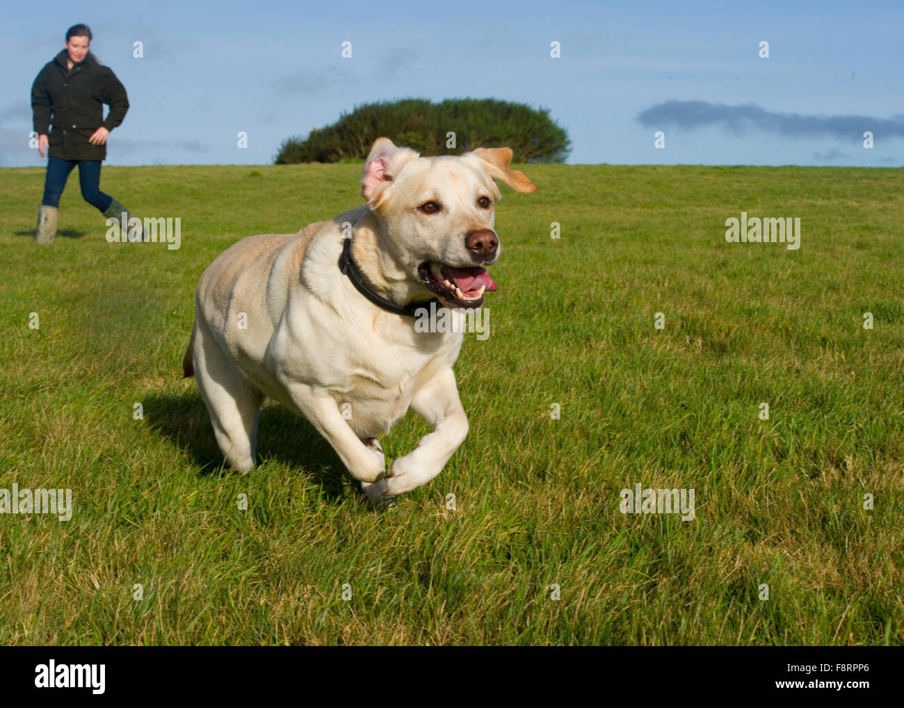Owner training her dog hi-res stock photography and images - Alamy