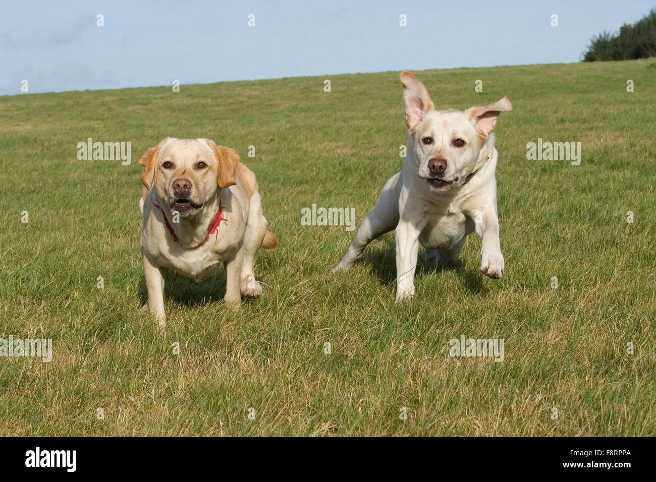 two yellow labrador retrievers running Stock Photo - Alamy