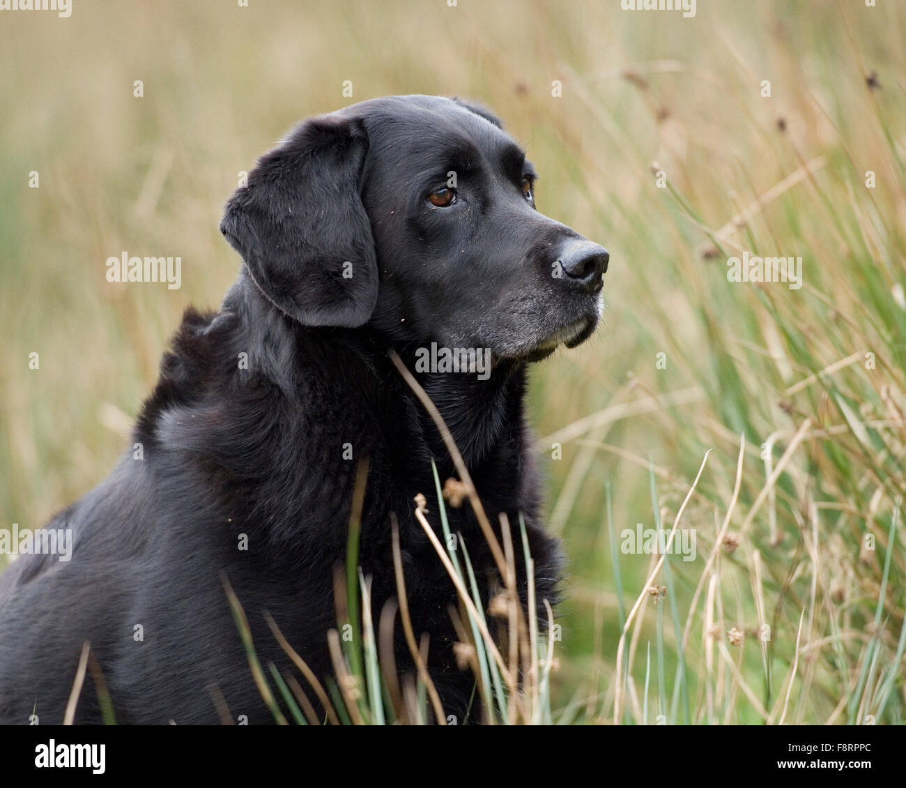 Black labrador retriever in the grass hi-res stock photography and ...