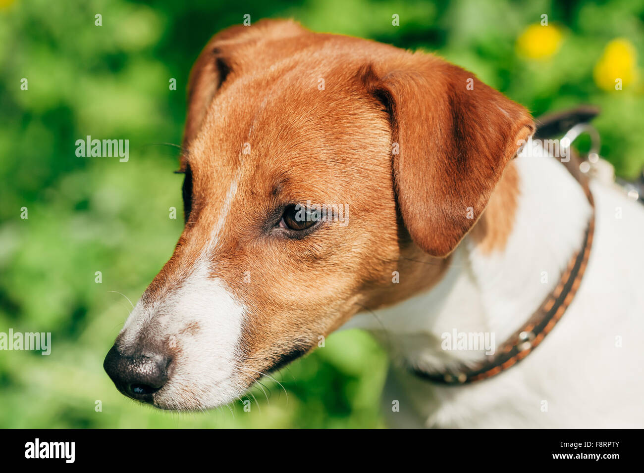 Jack russel face hi-res stock photography and images - Alamy